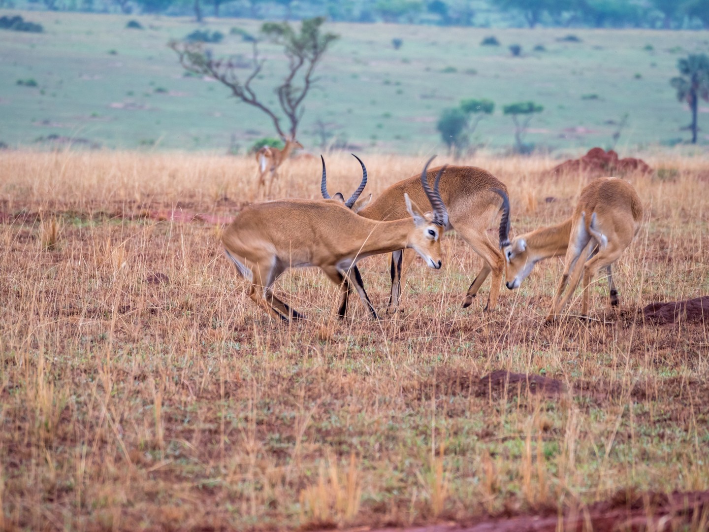 Voyager en Ouganda : Safari au Parc National de Murchison Falls