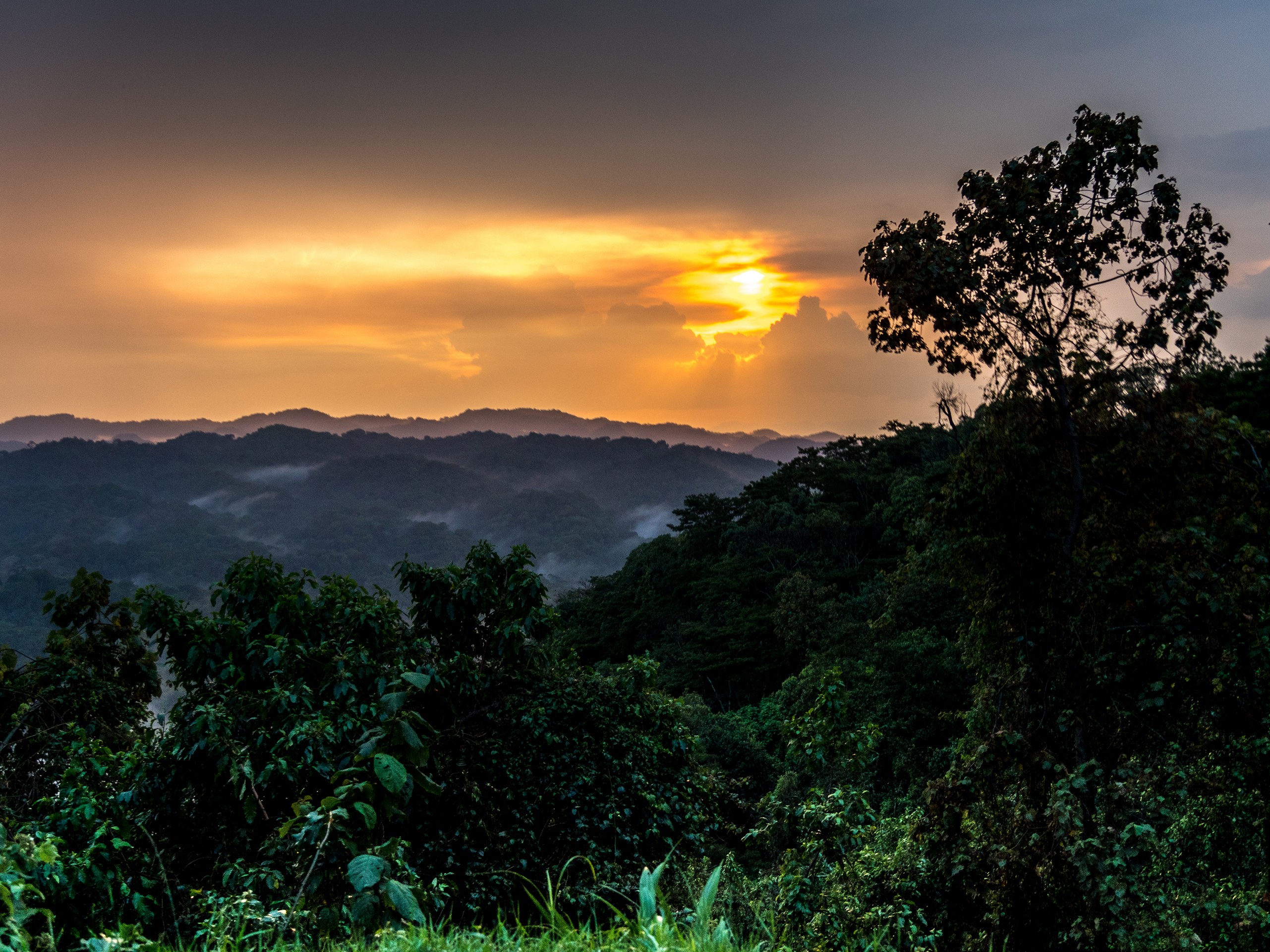 Voyager en Ouganda : les gorilles de Bwindi Impenetrable Forest