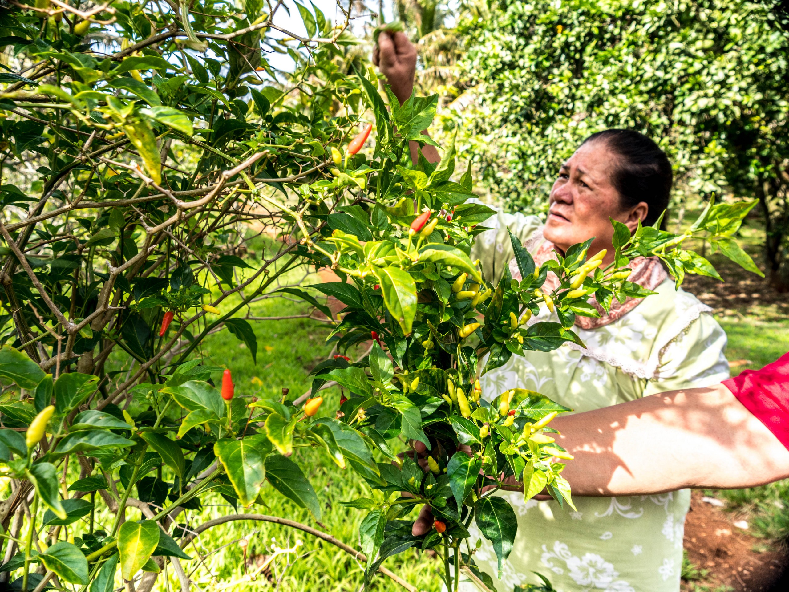 Chroniques de Polynésie : Rimatara, petit bijou des Australes