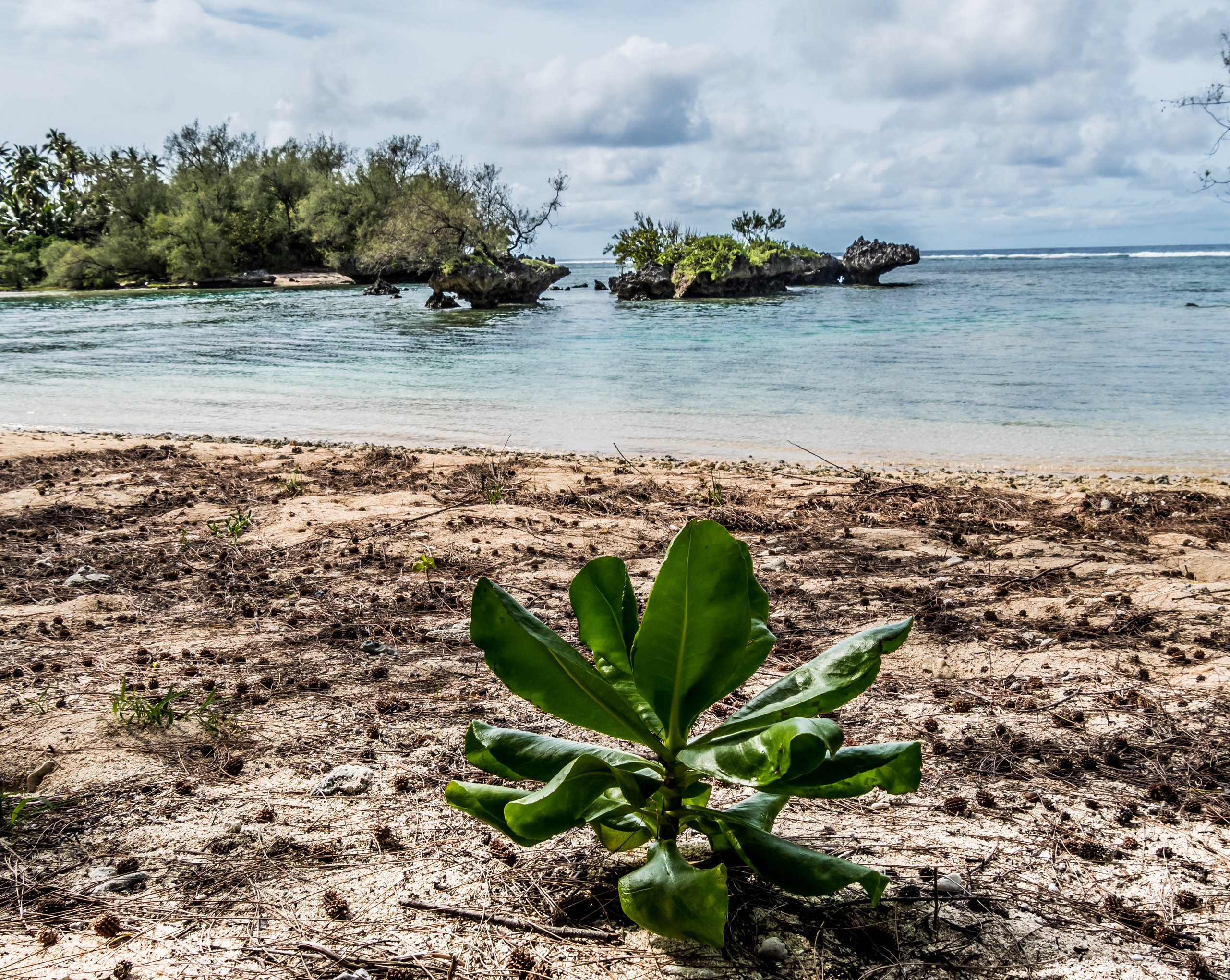 Chroniques de Polynésie : Rimatara, petit bijou des Australes