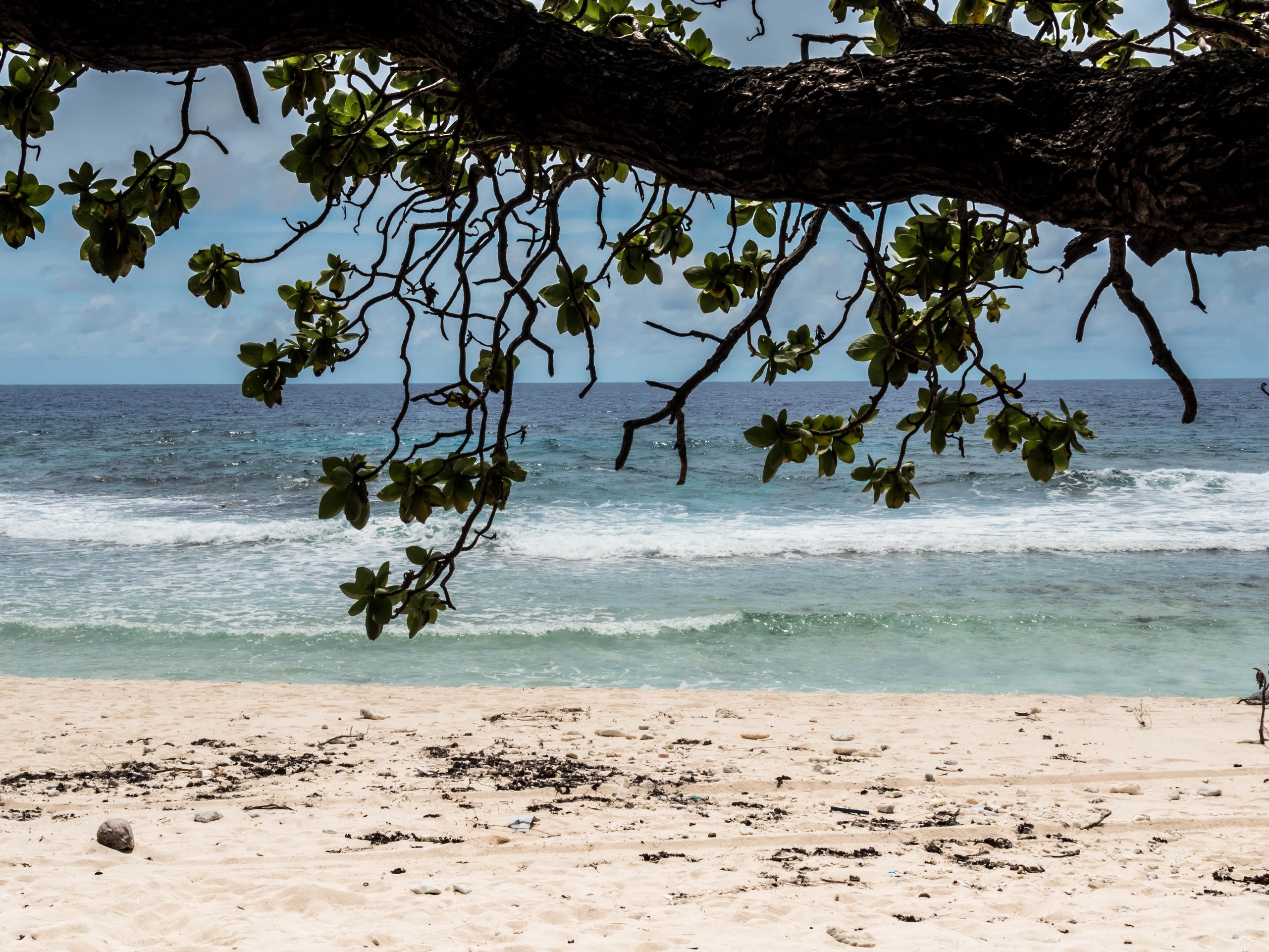 Chroniques de Polynésie : Rimatara, petit bijou des Australes