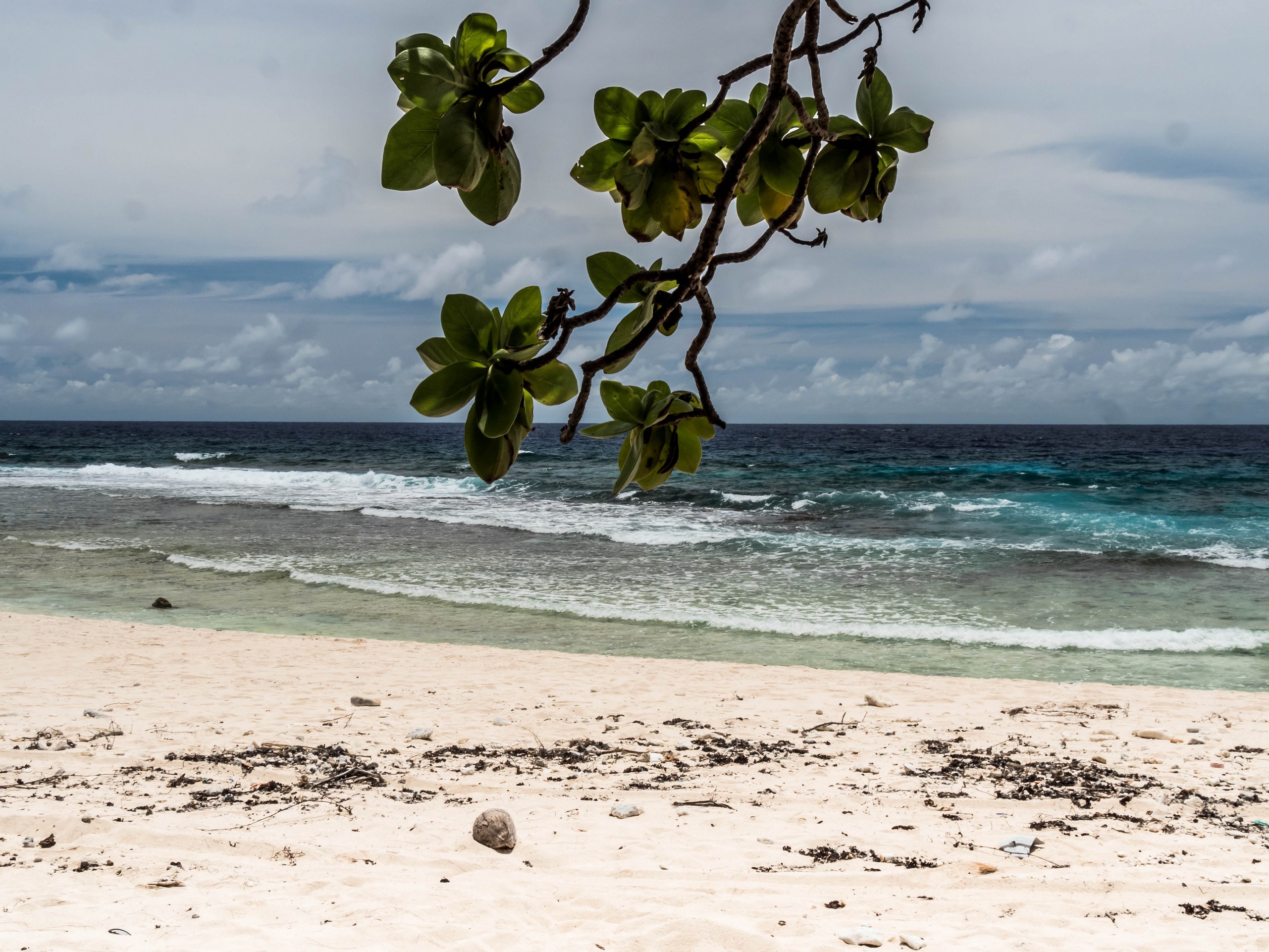Chroniques de Polynésie : Rimatara, petit bijou des Australes