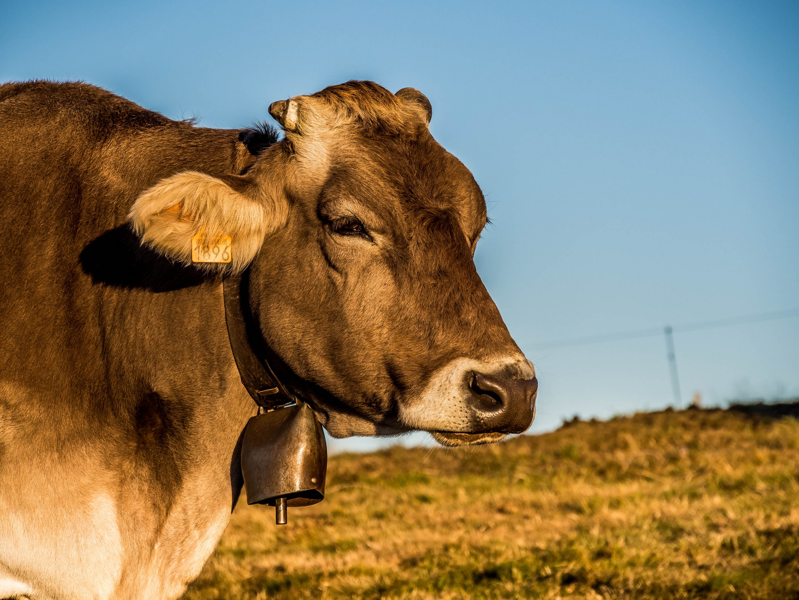 Sur la route des vins d’Alsace, le pays de la biodynamie